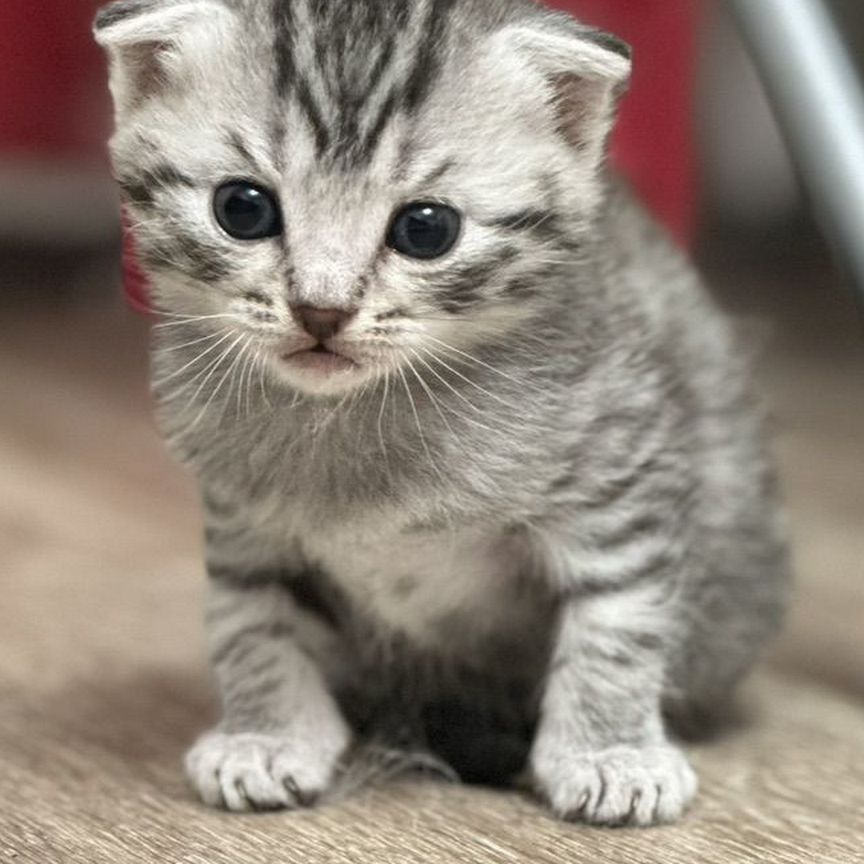 Шотландские вислоухие котята