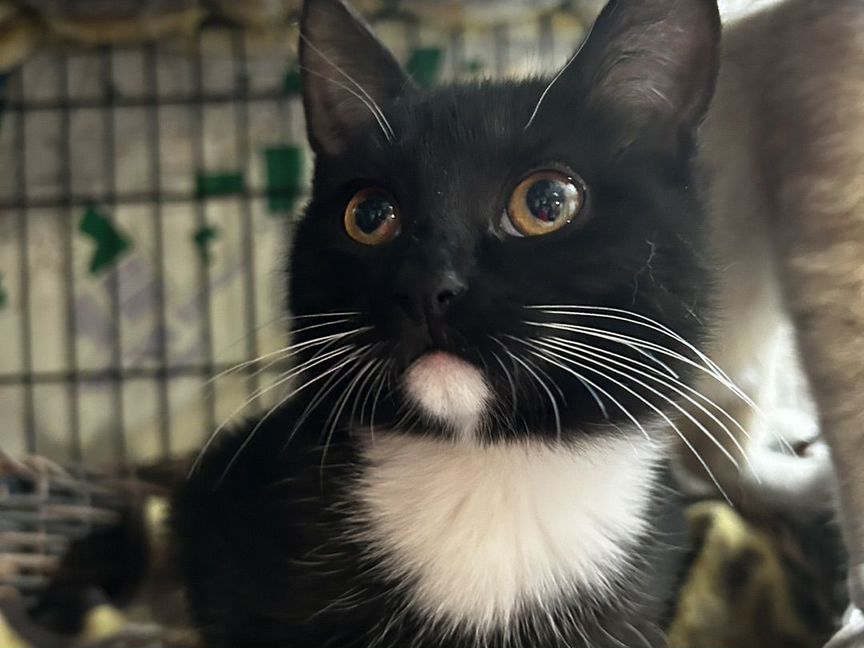 Котенок девочка Изюмка в добрые руки