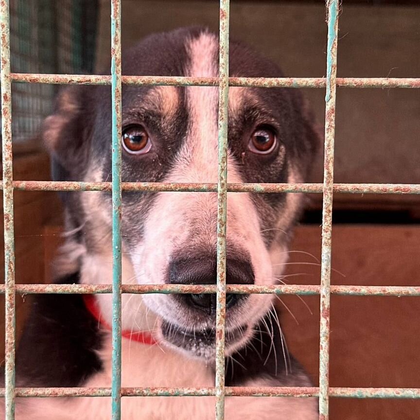 Маша из Некрасовского приюта