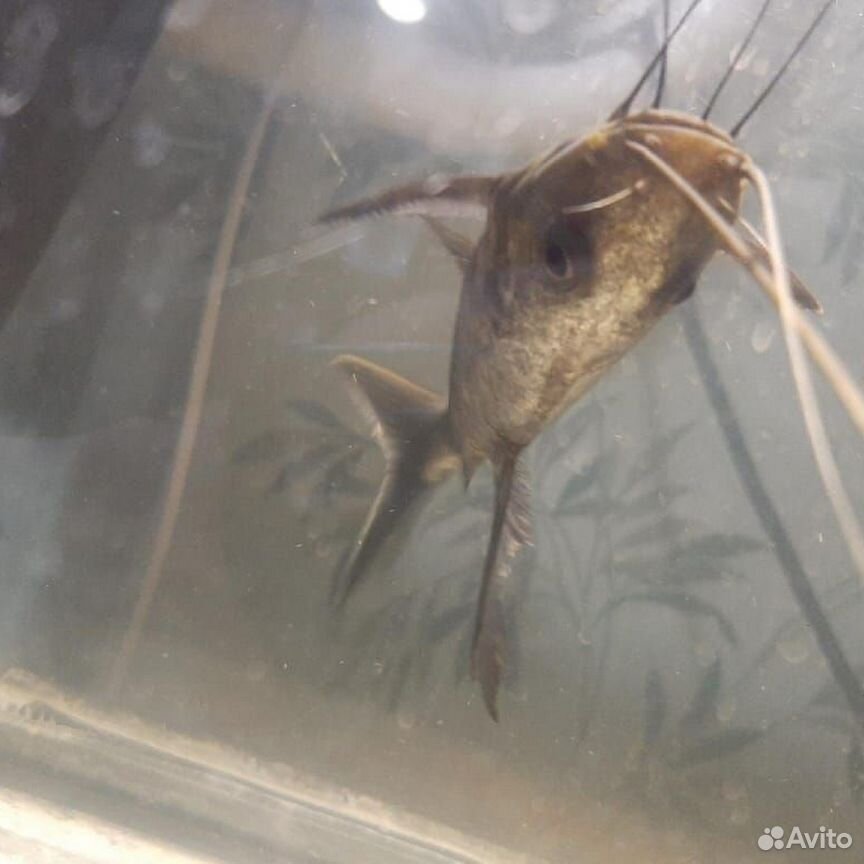 Сом перевертыш