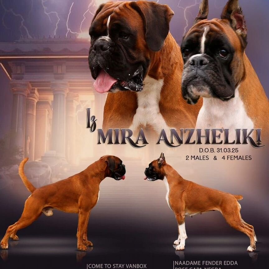 Щенки немецкого боксера