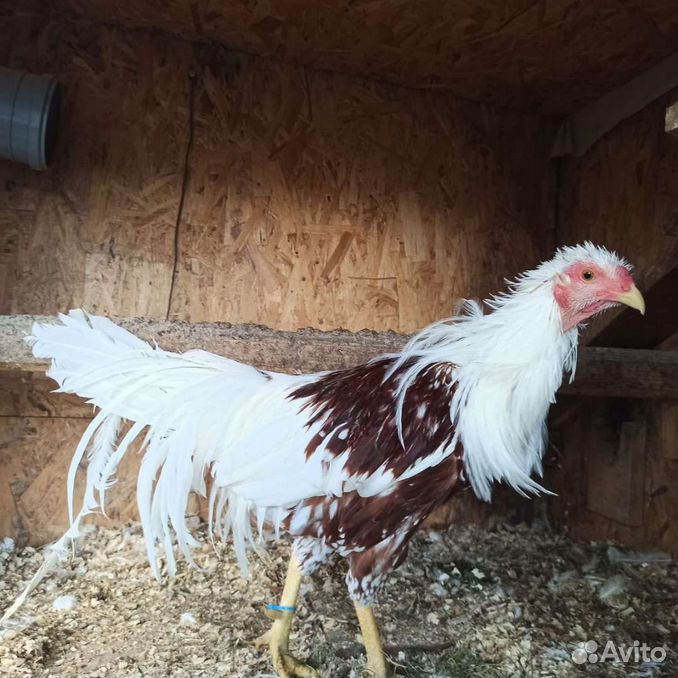 Петух Йокогама