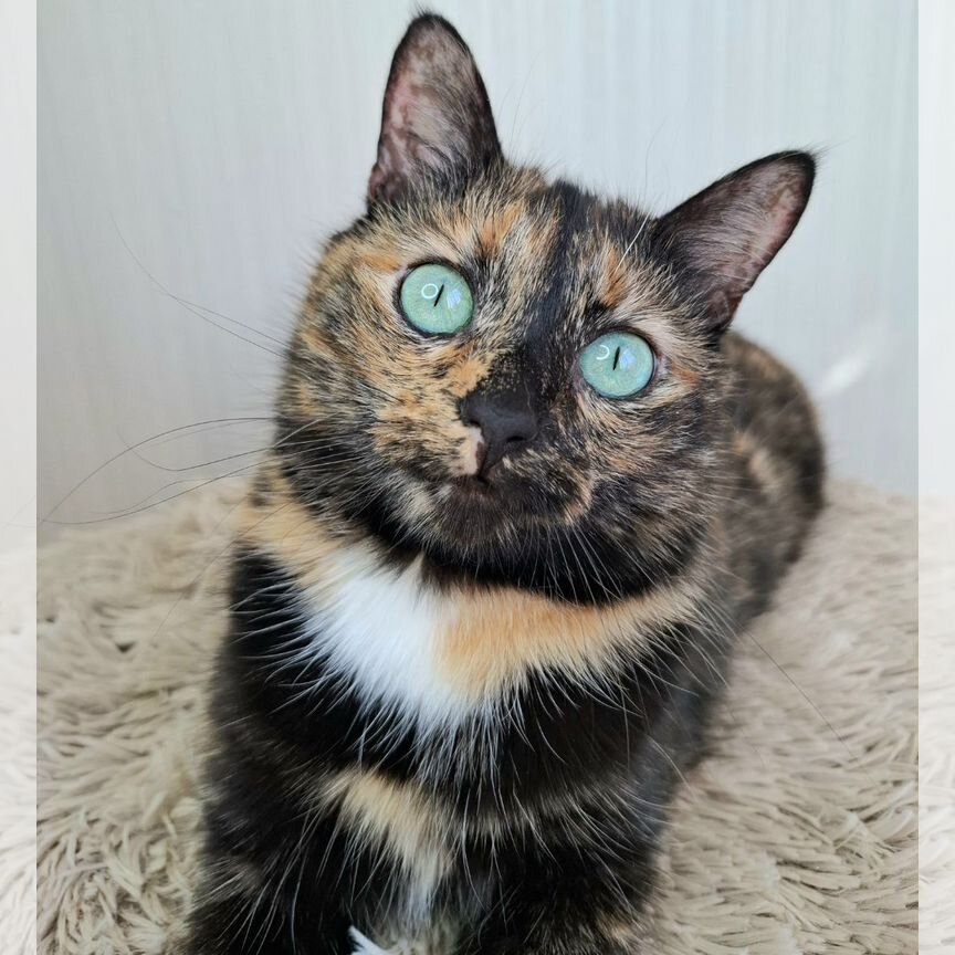 Взрослая, кошка в добрые руки