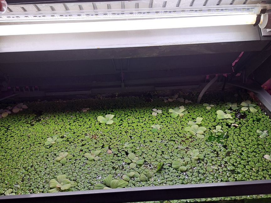 Ряска отдам бесплатно