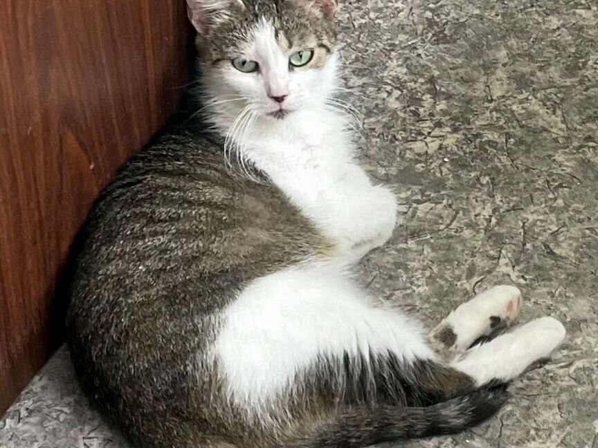 Кошечка
