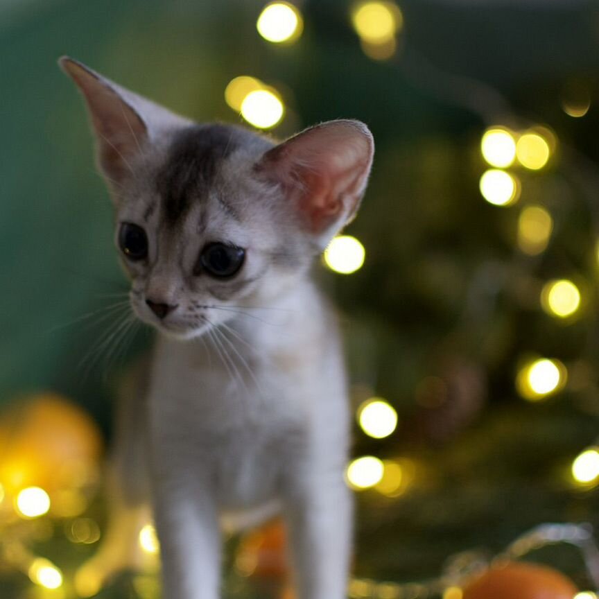 Абисснские эксклюзивыне котята