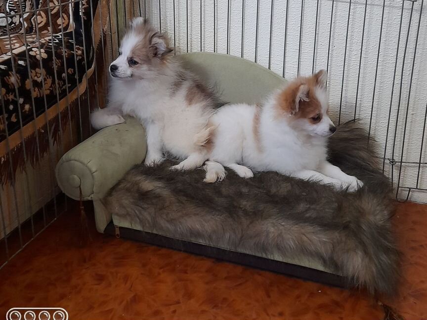 Ваше счастье