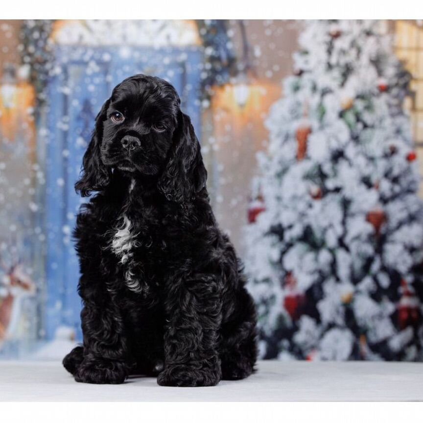 Кокер спаниель, щенок