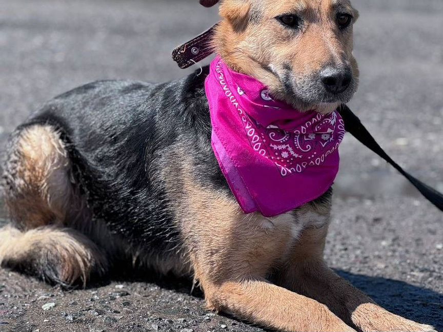 Собака в добрые руки