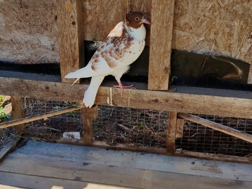 Продажа голубей