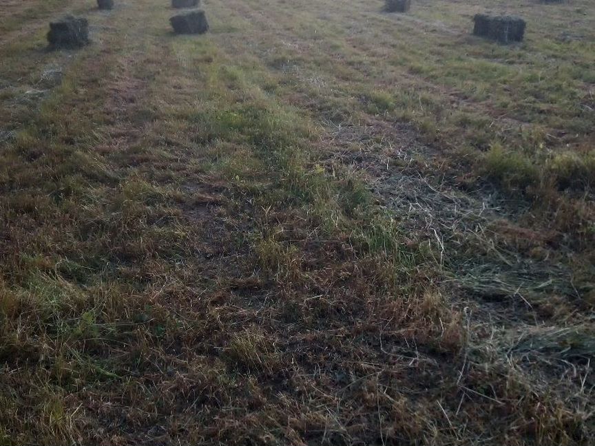 Сено козлятника в тюках не кондиция