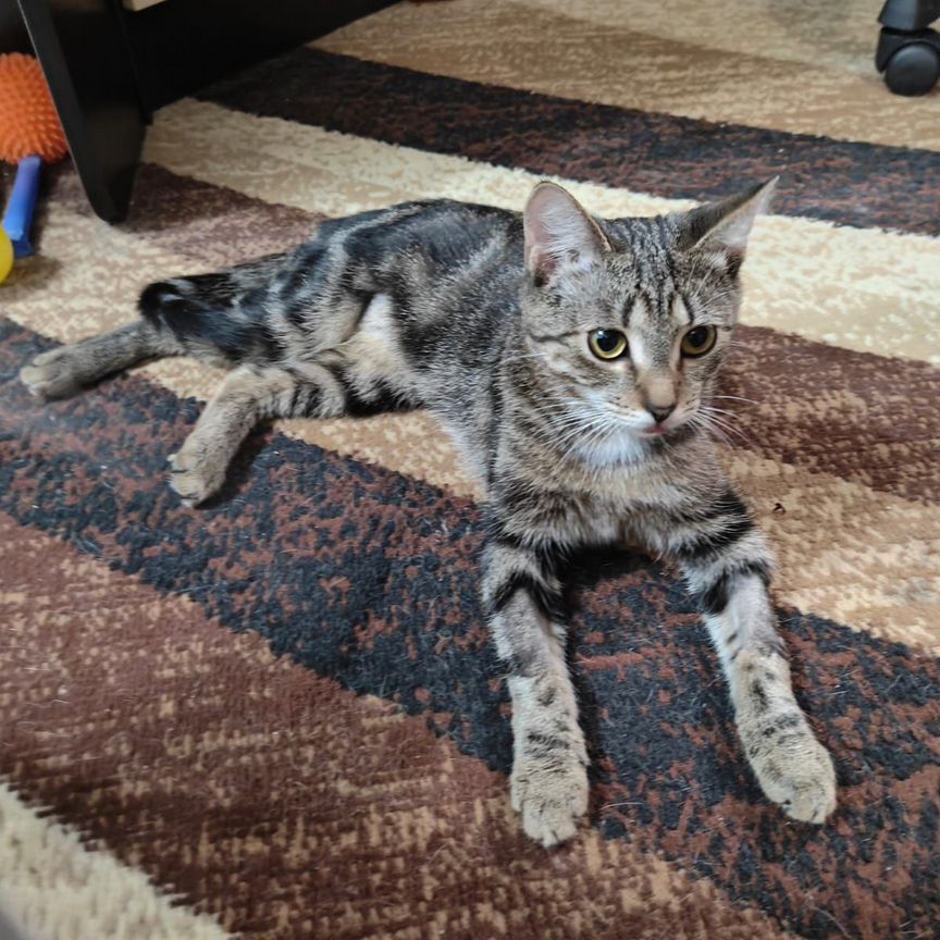 Котенок в добрые руки