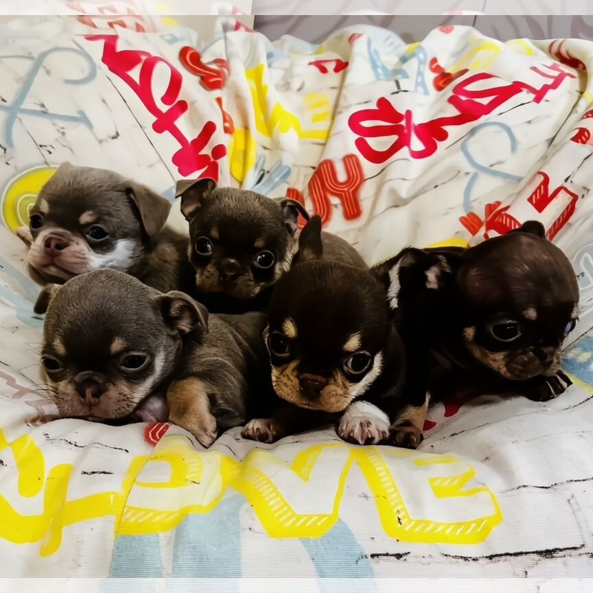 Чихуахуа, щенок