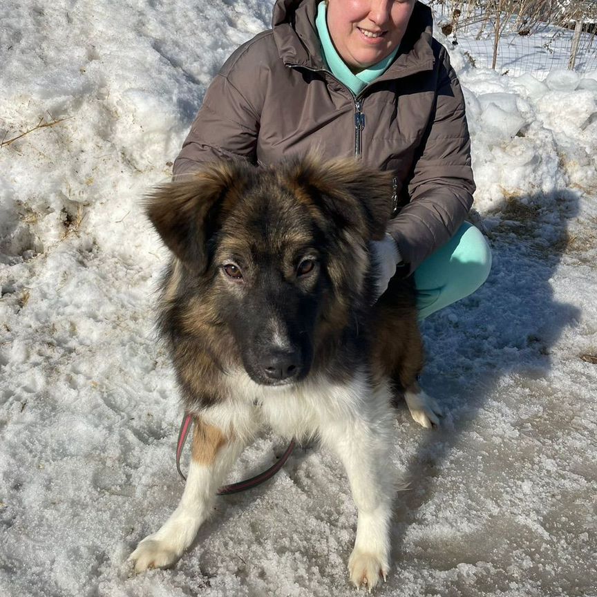 Молодой щенок из приюта ищет дом