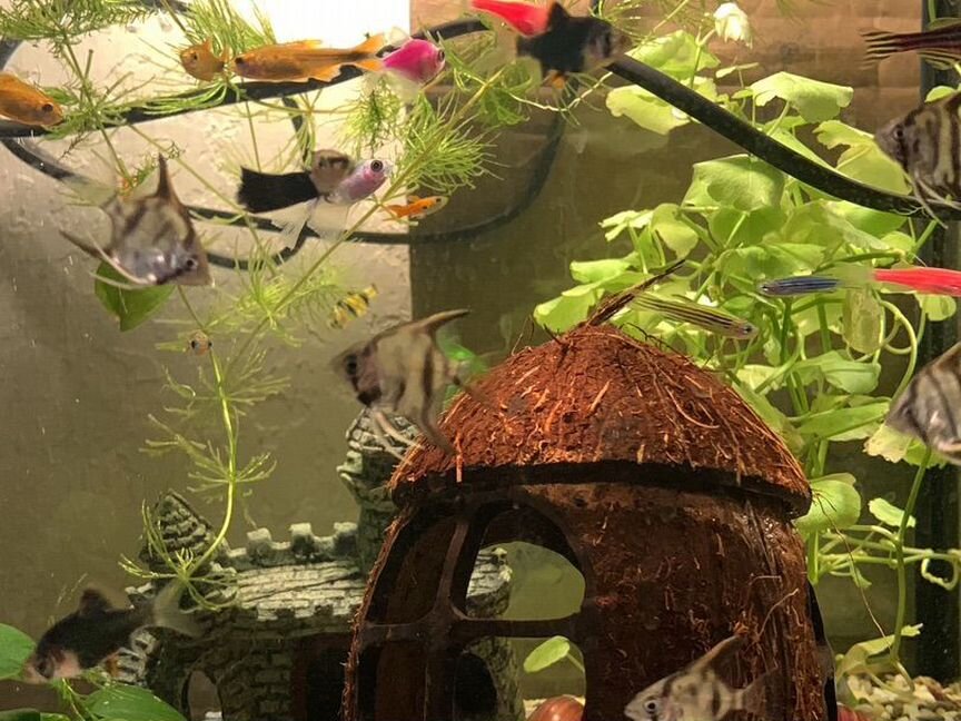 Грот для аквариума (домик-кокос для рыб)