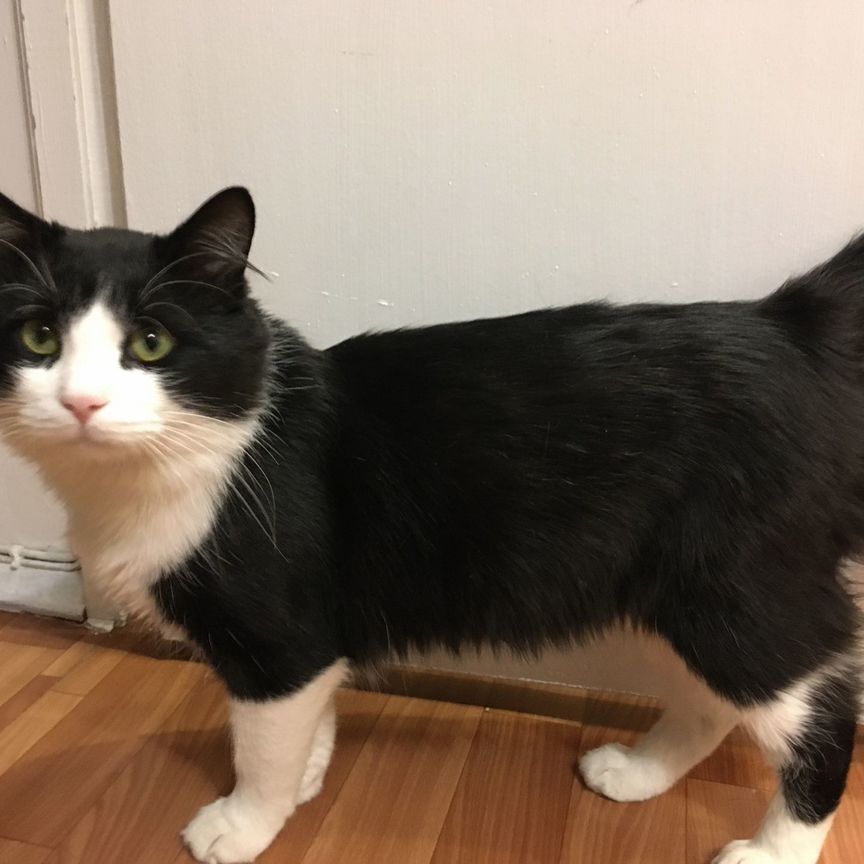 Красавчик Гошка