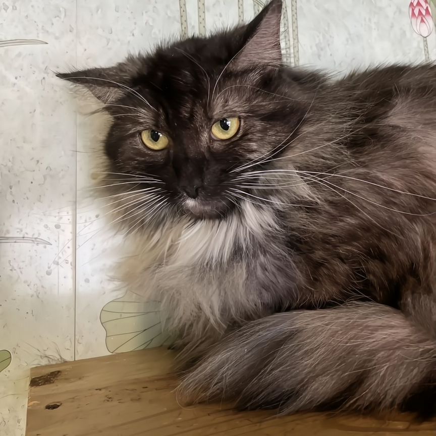 Взрослая, кошка в добрые руки