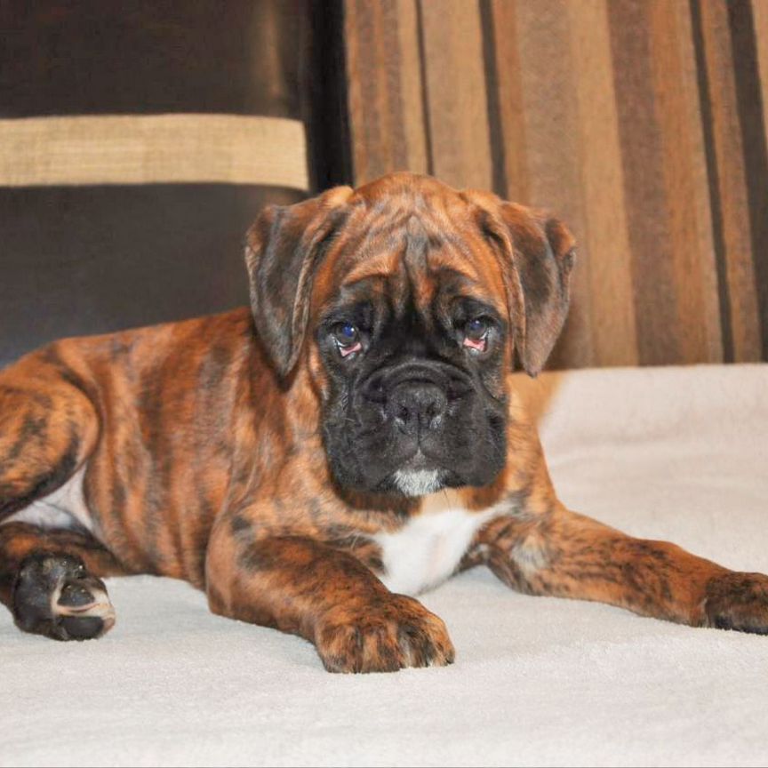 Боксер щенки