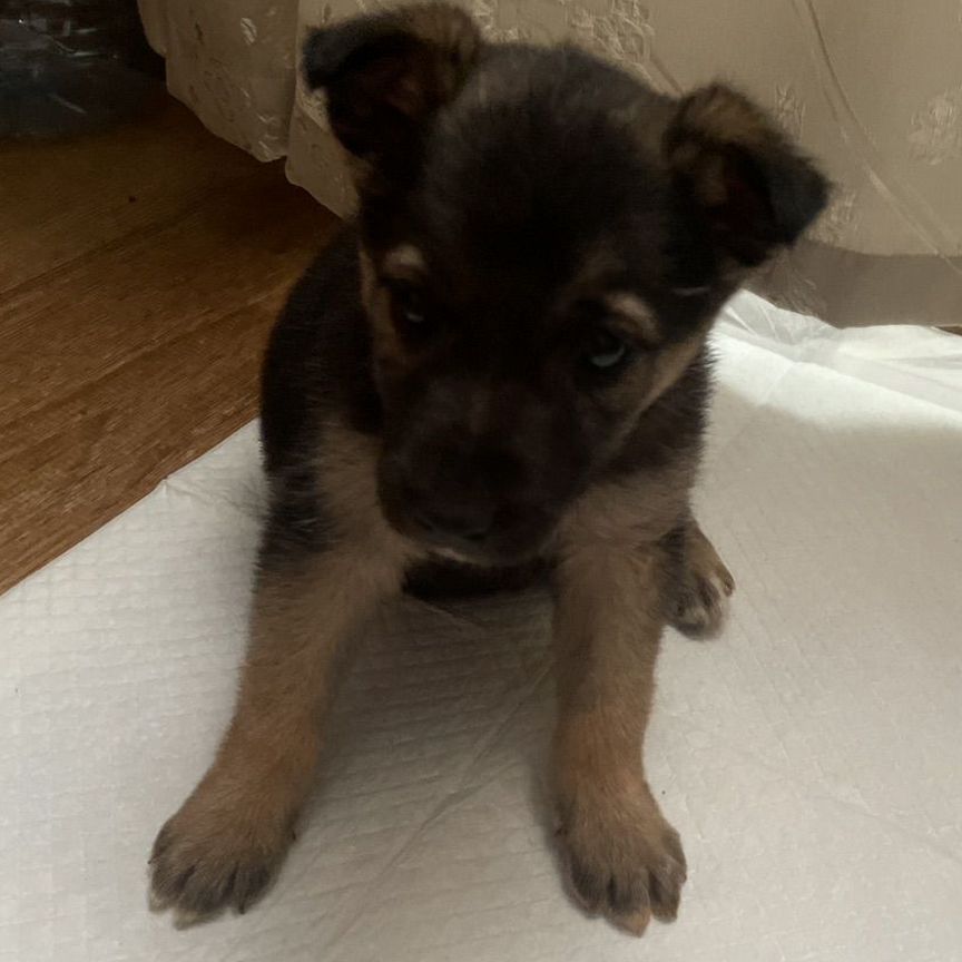 Отдам в добрую семью щенка