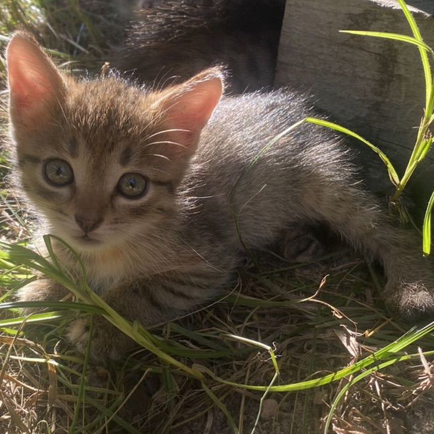 Котята
