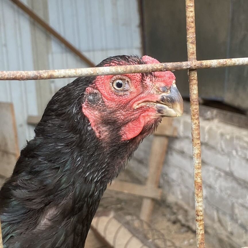 Байцовые куры