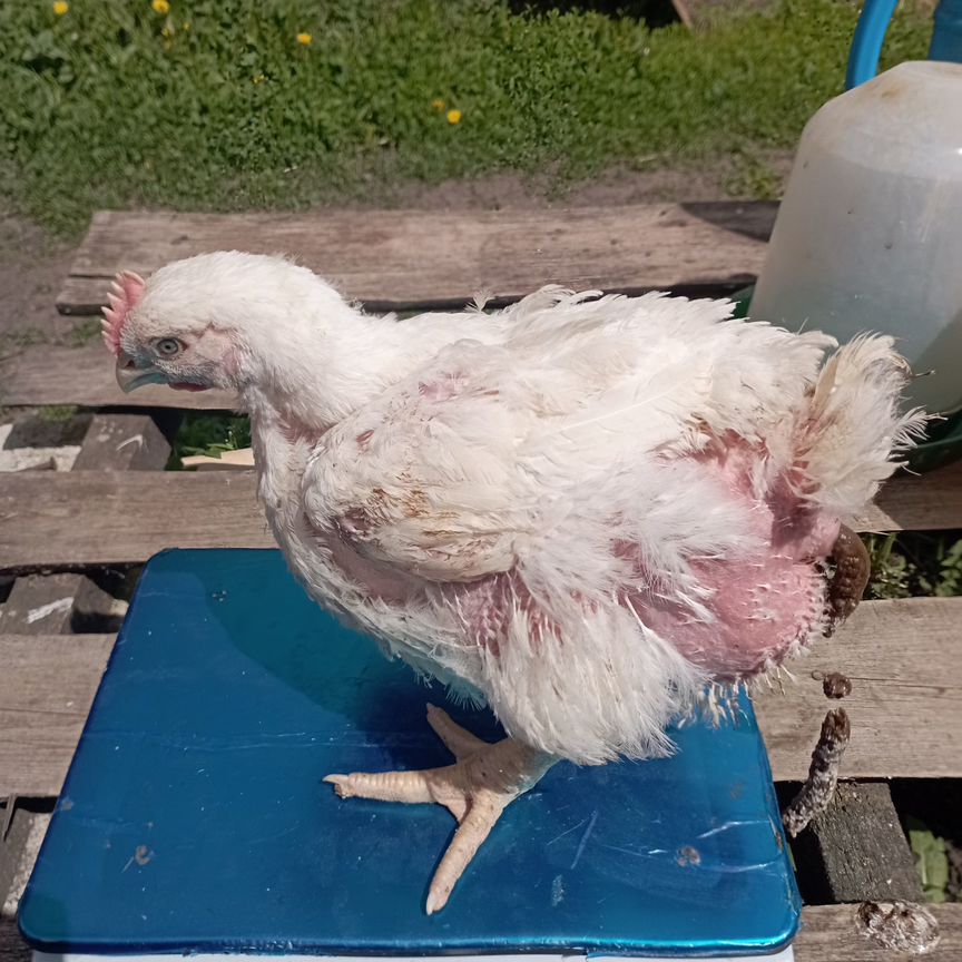 Куриные лапы