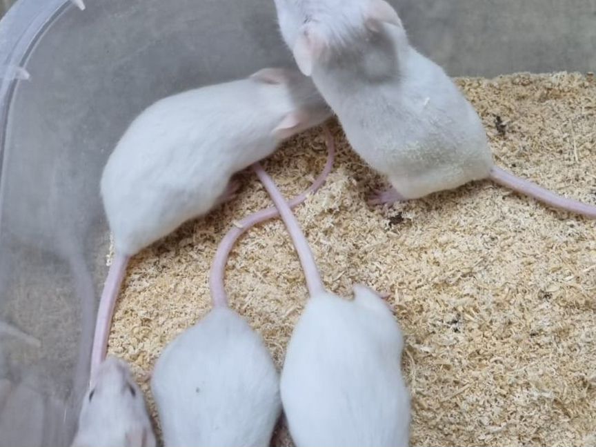 Кормовые мыши