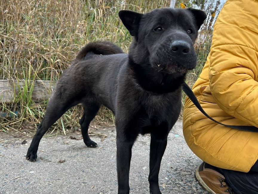 Шарпей Лулу попала в приют, даже порода не спасла