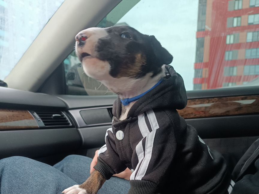 Эксклюзивный бультерьер