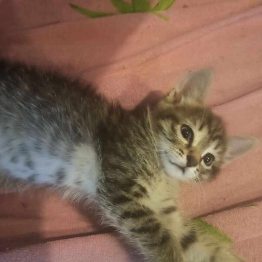 Маленькая девочка ждёт своих любящих хозяев