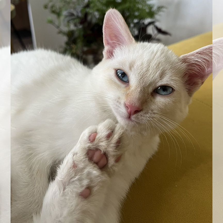 Кошечка