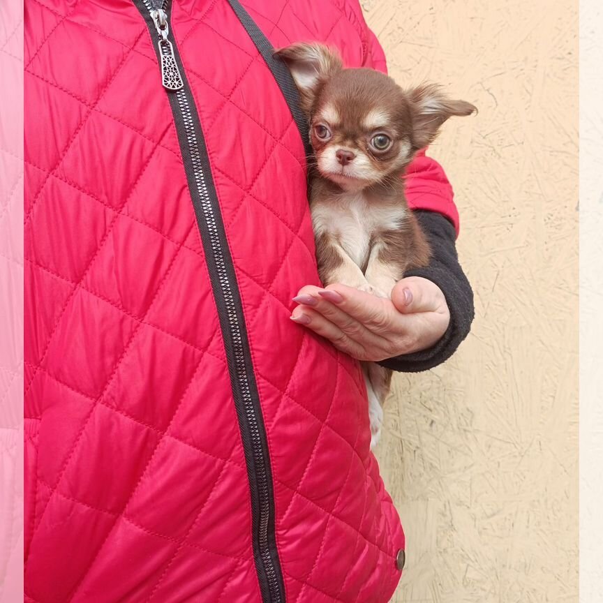 Чихуахуа, щенок