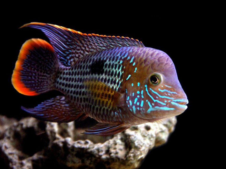 Акара бирюзовая (мальки)