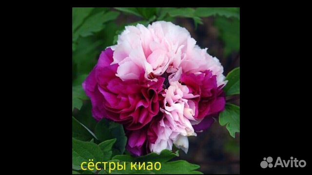Древовидный пион сестры киао купить в Санкт-Петербурге | Товары для ...
