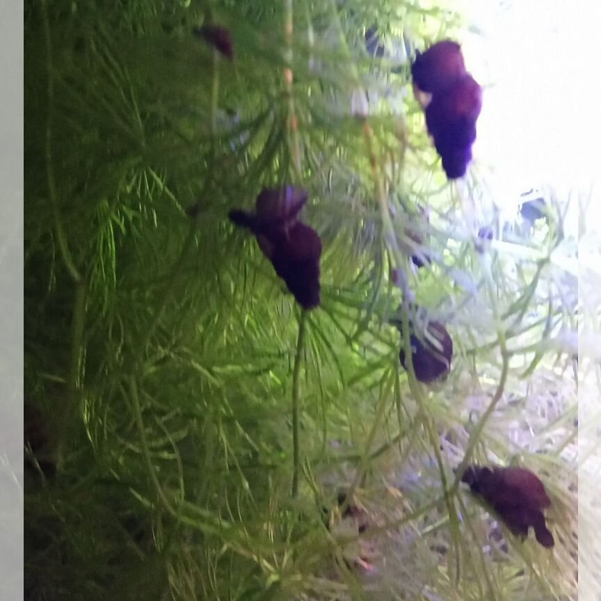 Улитки аквариумные