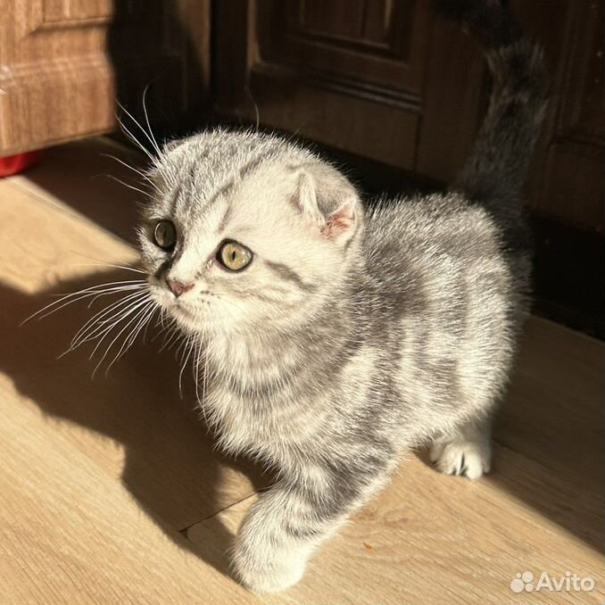 Шотландская вислоухая кошка серая