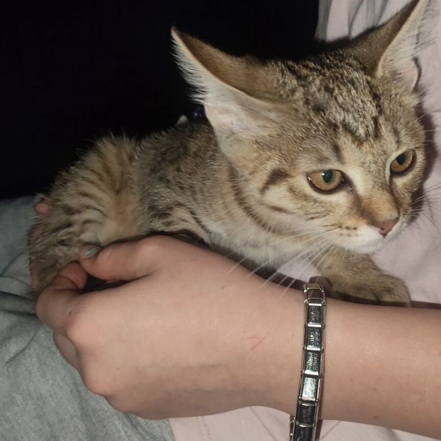 Котёнок в добрые руки