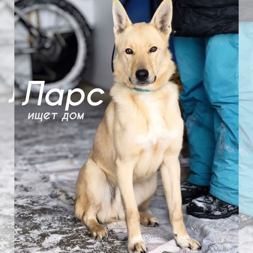 Взрослый пёс в добрые руки