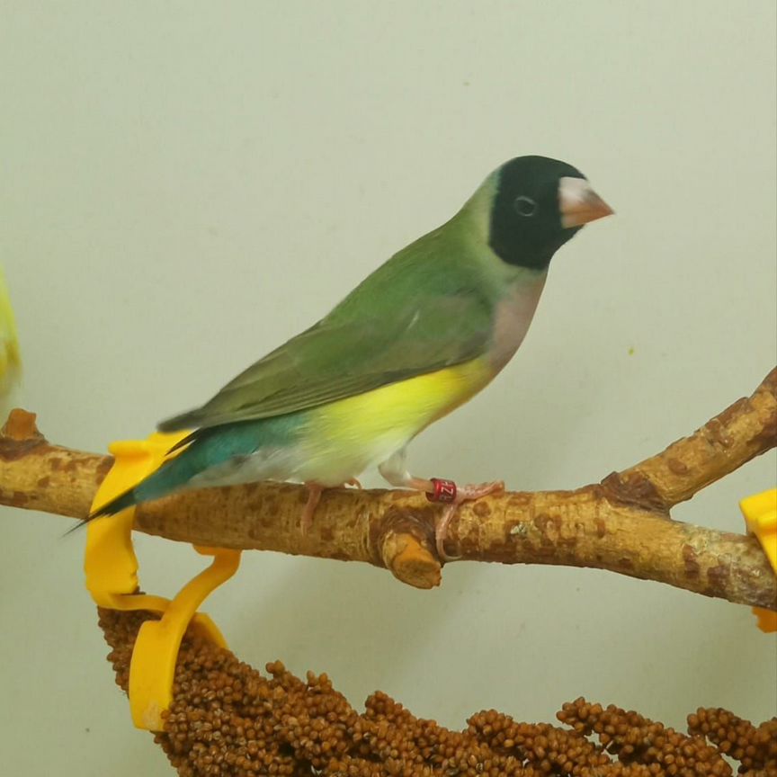 Самка Амадина Гульда (синегенная)