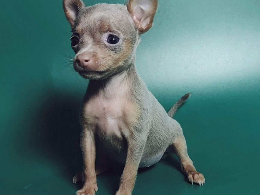 Крошка тойка