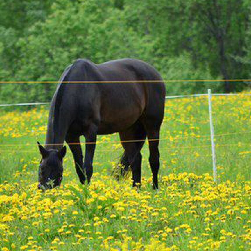 Электро пастух для всех видов животных