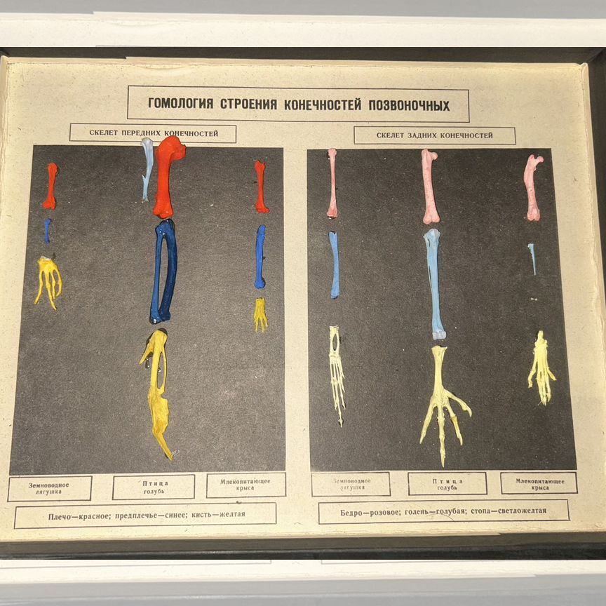 Строение конечностей позвоночных