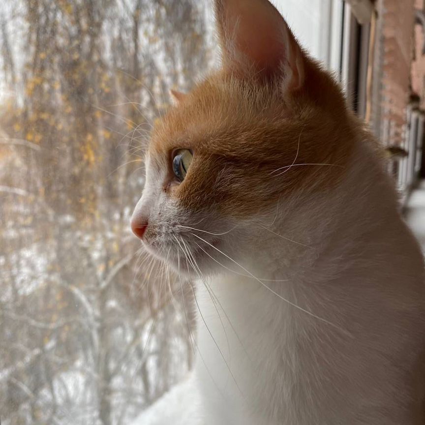 Кошка охотница отдам