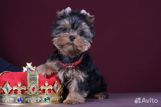 Йоркширский роскошный мальчик Лексус РКФ