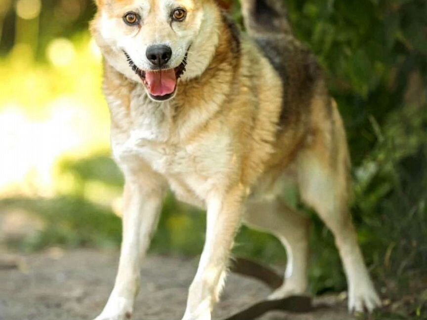 Собачка небольшая ищет себе Семью