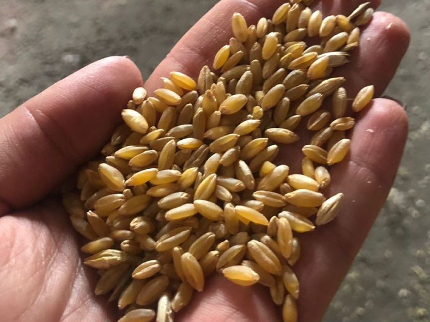 Пшеница твердая Марина