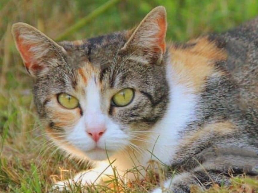 Ласковая кошечка живёт на детской площадке