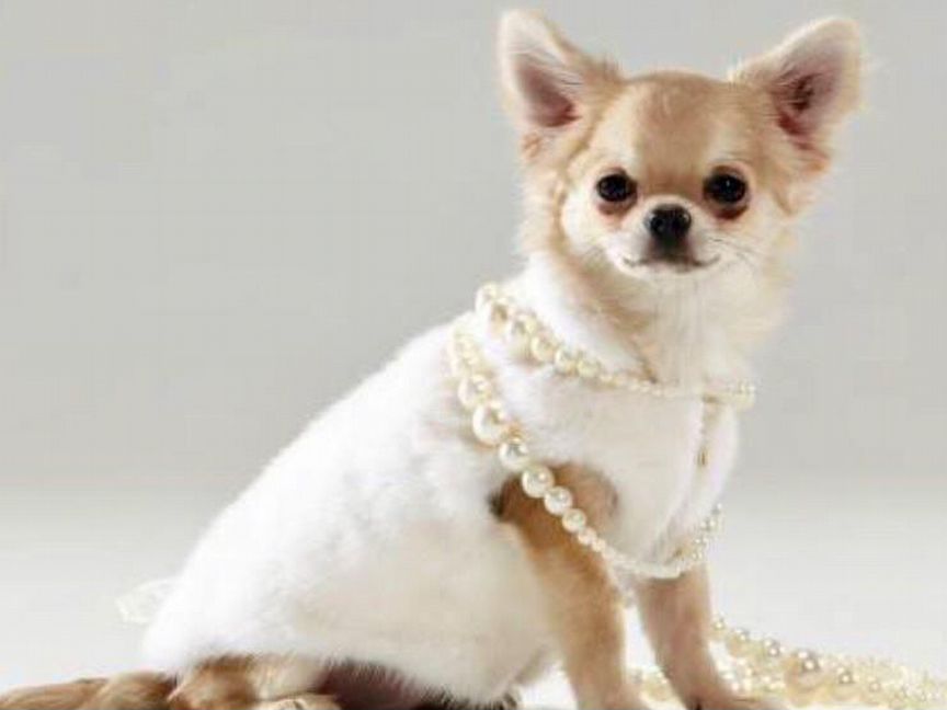 Шуба норка для маленьких собак