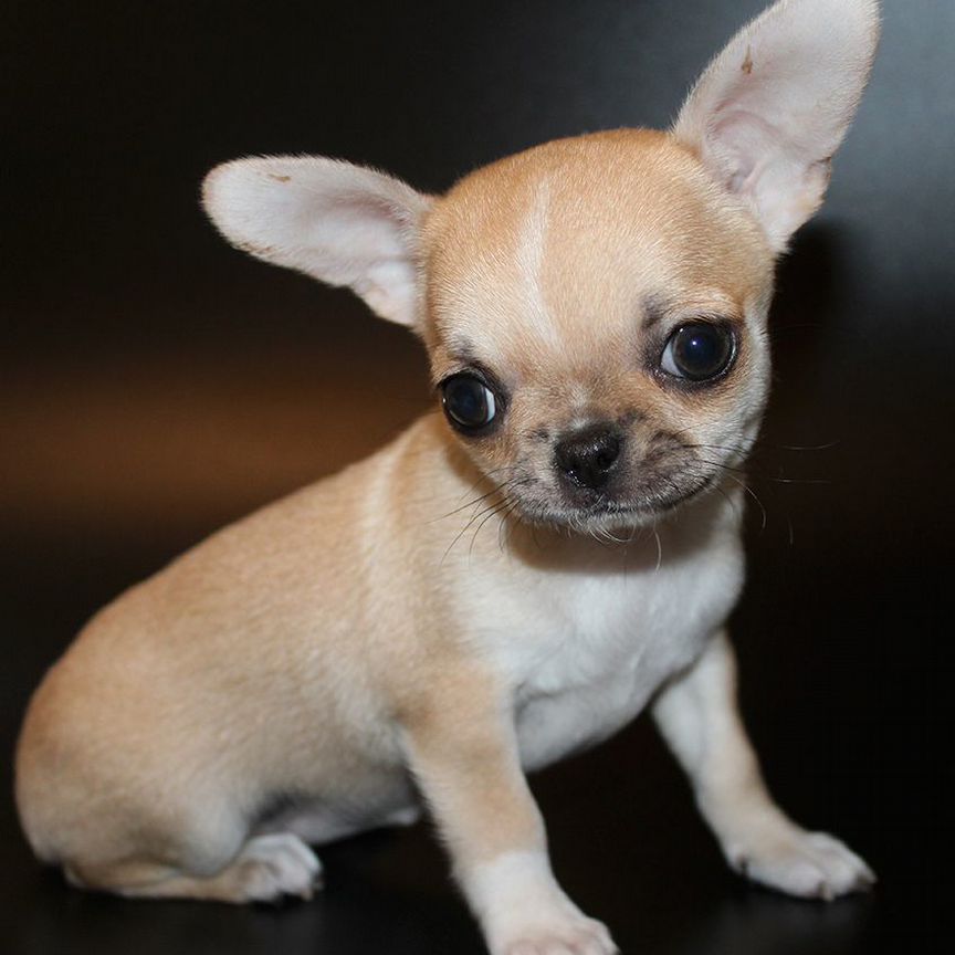 Чихуахуа, щенок