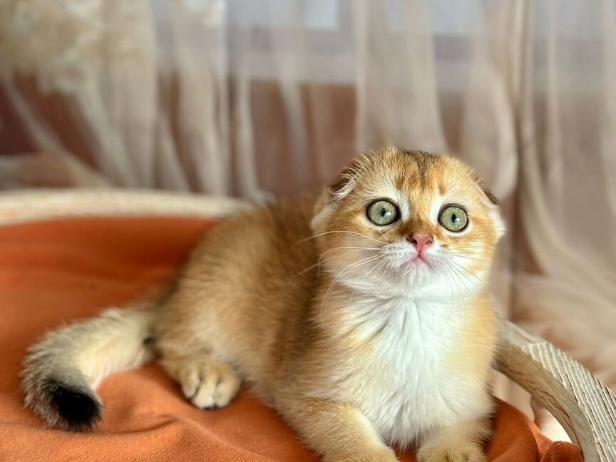 Мальчик Фолдик